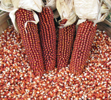 Red Corn/Maize For Sale – Prime Field Agriculture Limited